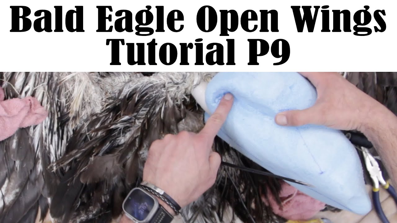 Bald Eagle tutorial Part 9... Installing the body - YouTube