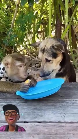 Monkey and Dog sharing food. - YouTube