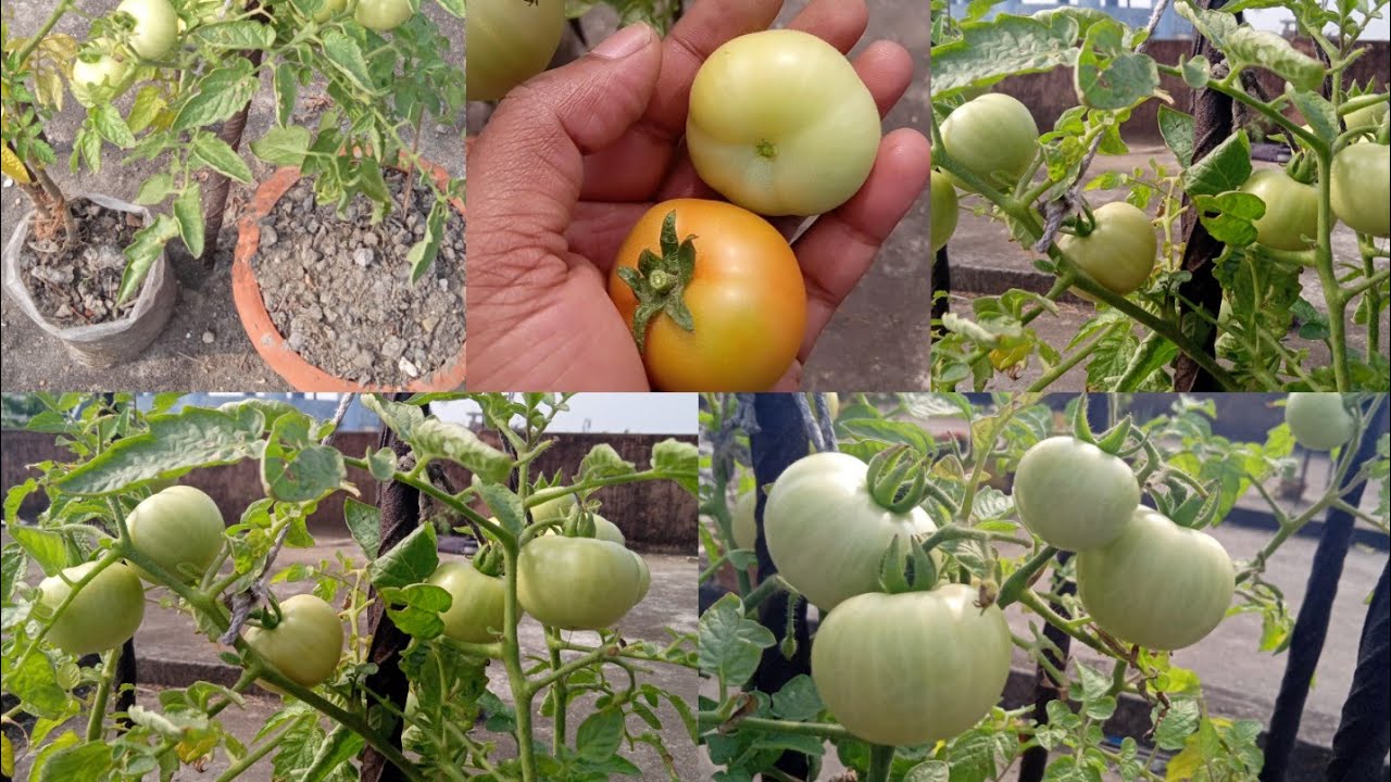 Tometo In Jars And Plastic Bags On Terrace Garden || Easy Way To Grow ...