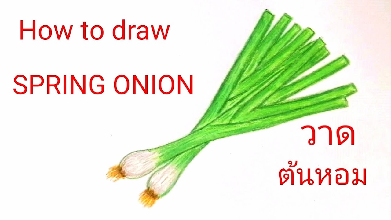 How to draw SPRING ONION /วาดรูปต้นหอม - YouTube