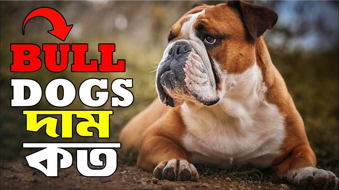 বুলডগ কুকুরের দাম কত?- Bull dog price in Bangladesh. l BUll Dog l 🐕‍🦺 ...