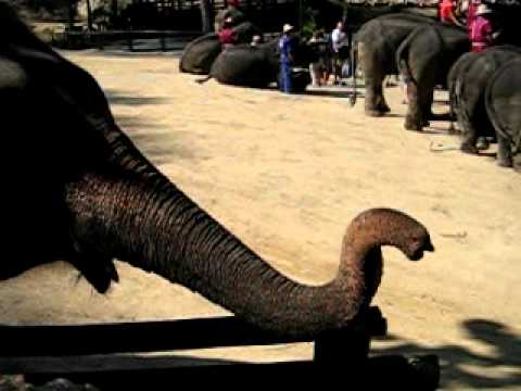 An elephant waving goodbye - YouTube