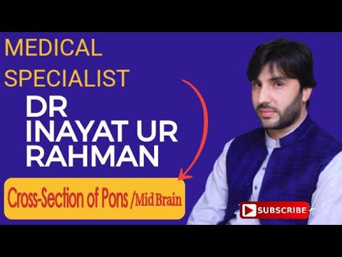 Internal structure of pons and midbrain.cross section of pons and mid ...