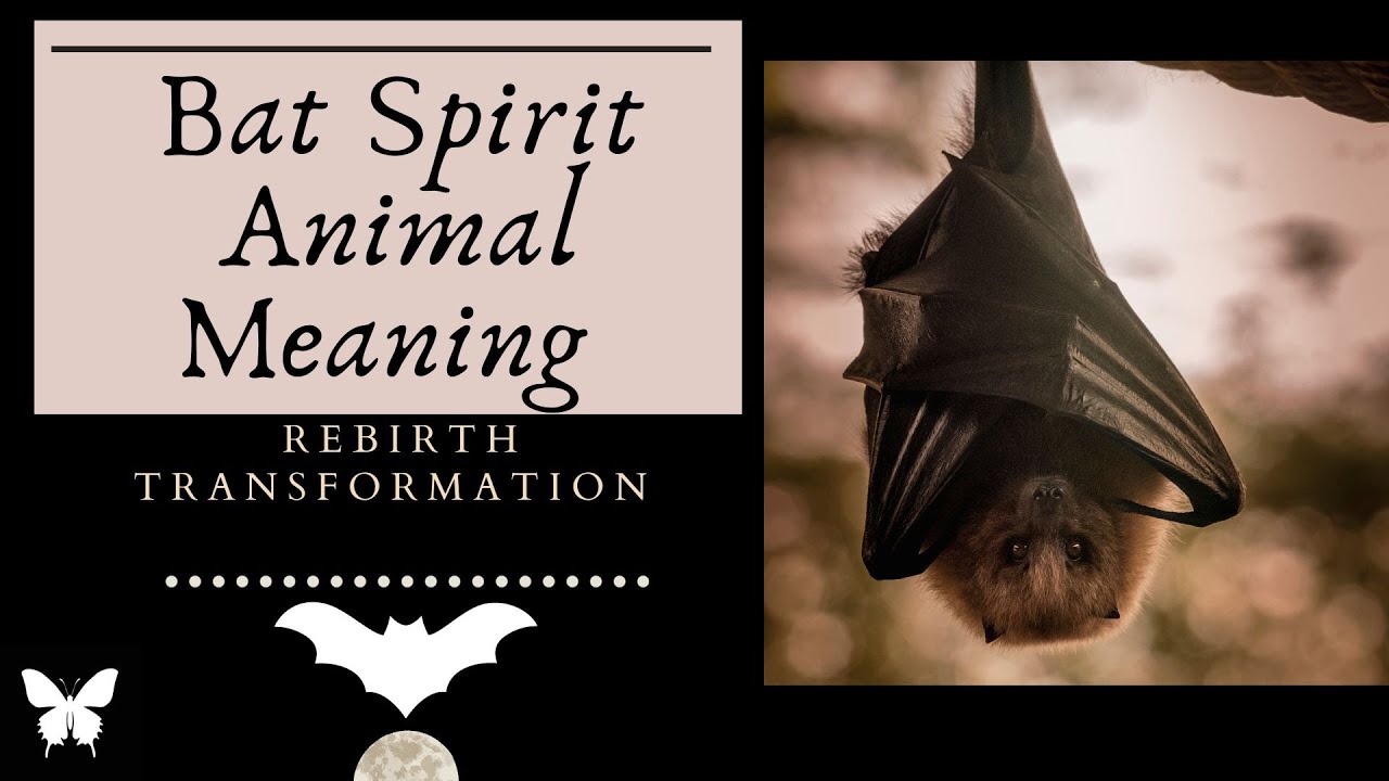 Bat Spirit Animal Meaning: A Guide to its Hidden Meanings and Messages ...