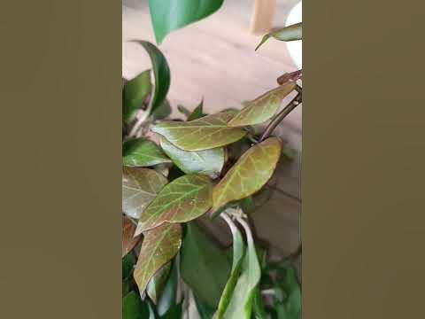 хойя Санрайз #комнатныерастения #минуткавдохновения #hoya #хойя # ...