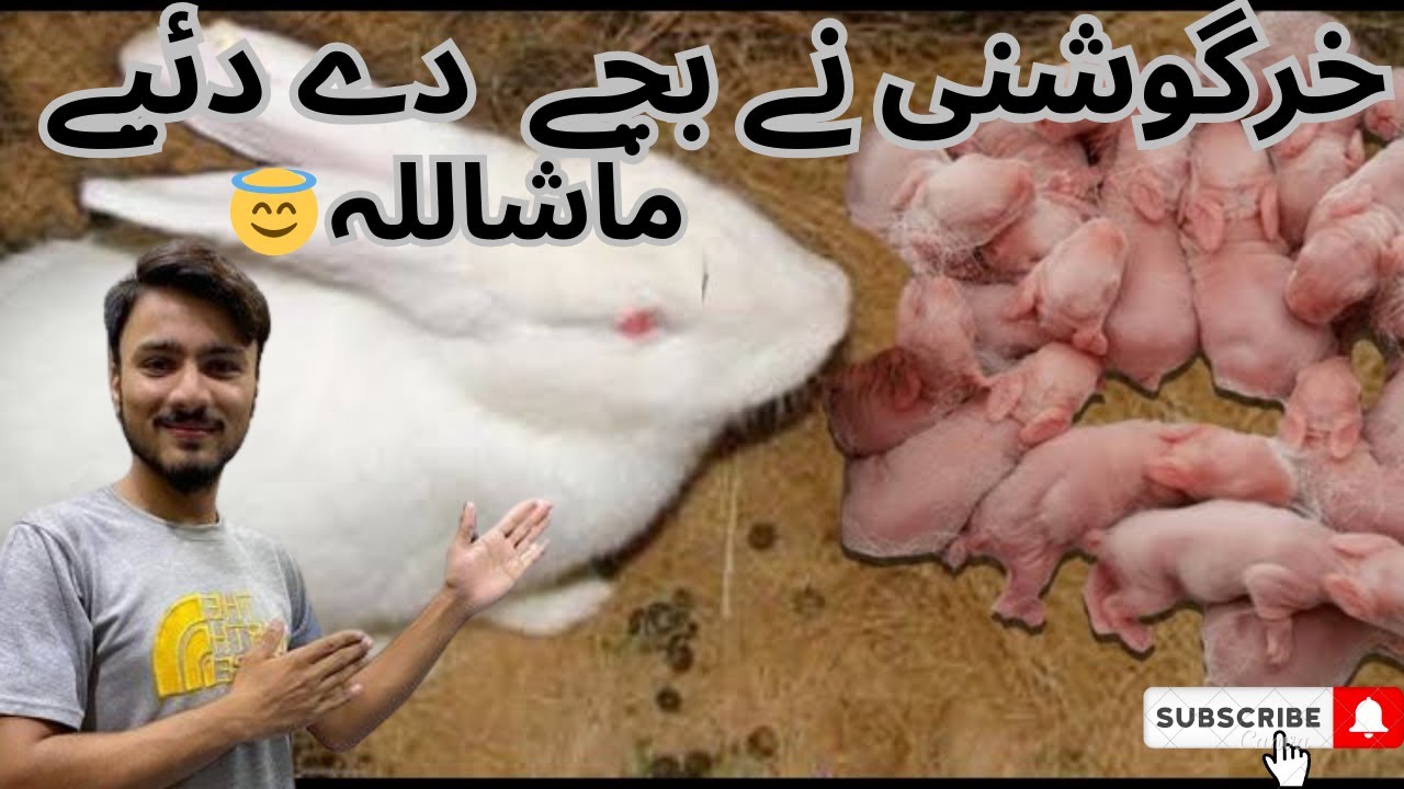 Miracle of Life: My Female Rabbit Gives Birth to Adorable Baby Bunnies ...