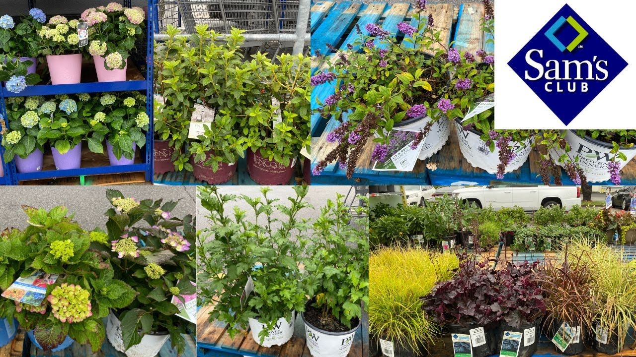 I'm Impressed! Sam's Club Garden Inventory May 2023 Proven Winners ...