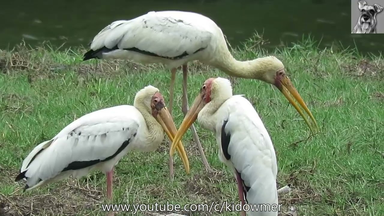 Flock of MILKY STORKS, PAINTED STORKS & Hybrids @ Sungei Buloh Nature ...