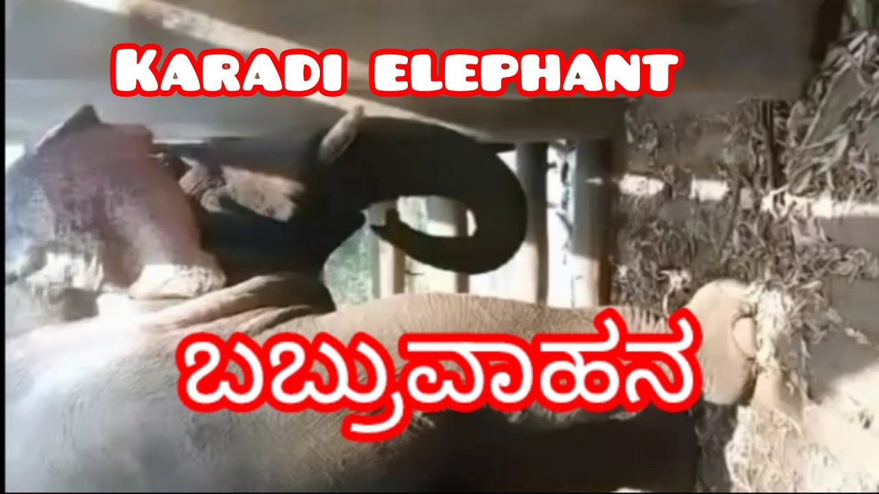 Karadi elephant ಬಬ್ರುವಾಹನ ಕೆಲವೇ ದಿನಗಳಲ್ಲಿ ಕ್ರಾಲ್ ಇಂದ ಹೊರಬರಲಿದ್ದಾನೆ ...