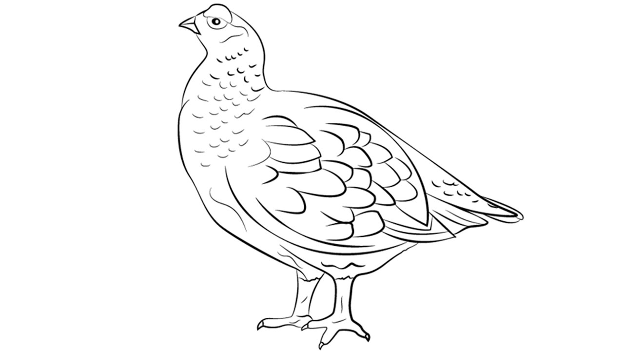 Ruffed Grouse Drawing