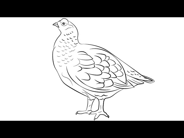 Ruffed Grouse Drawing
