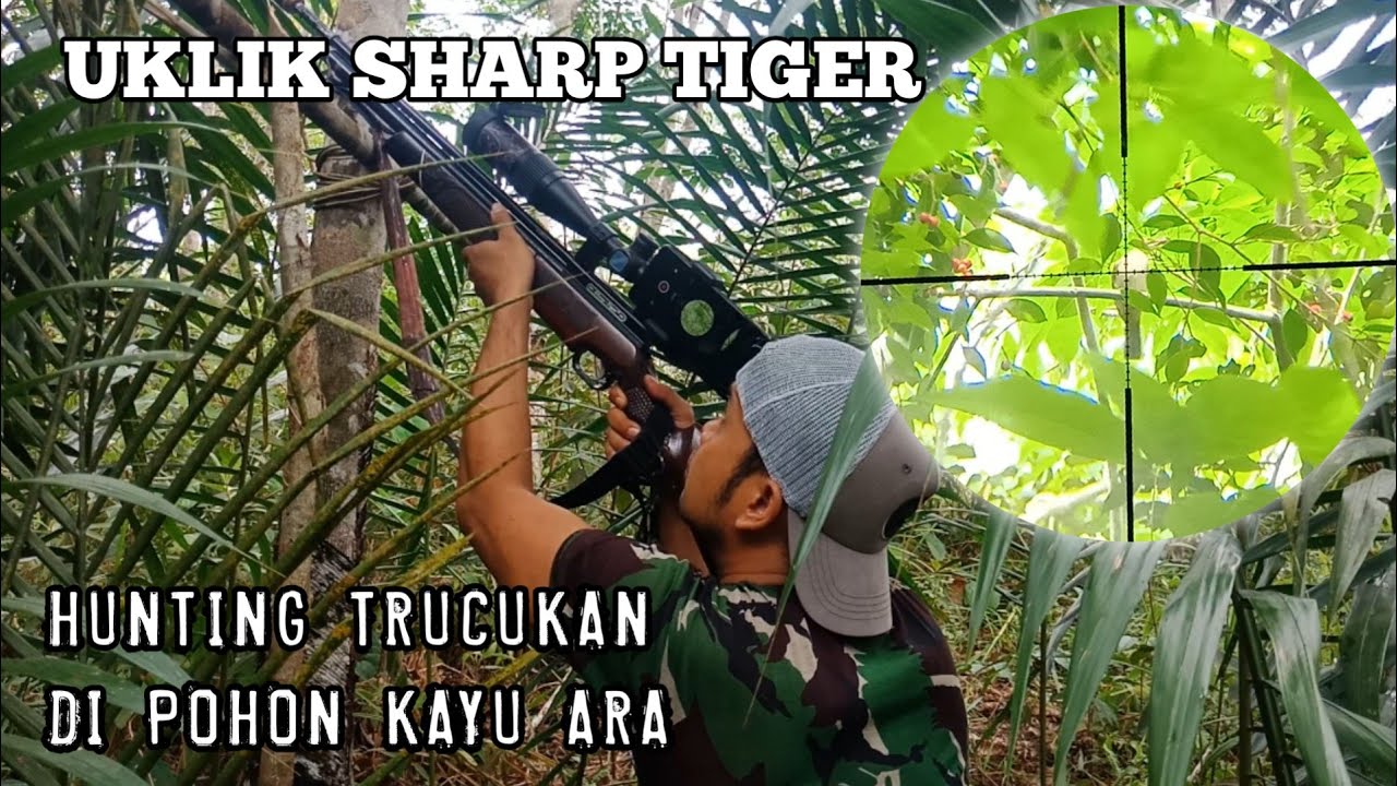 Hunting trucukan saat kayu ara berbuah‼️Tetap setiap dengan Uklik Sharp ...