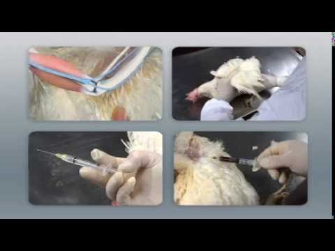 Blood Collection in Adult Chickens Partners in Animal Health - YouTube