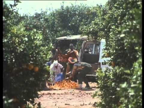 Dilivizio 1991 Xvid Hun NoGrp