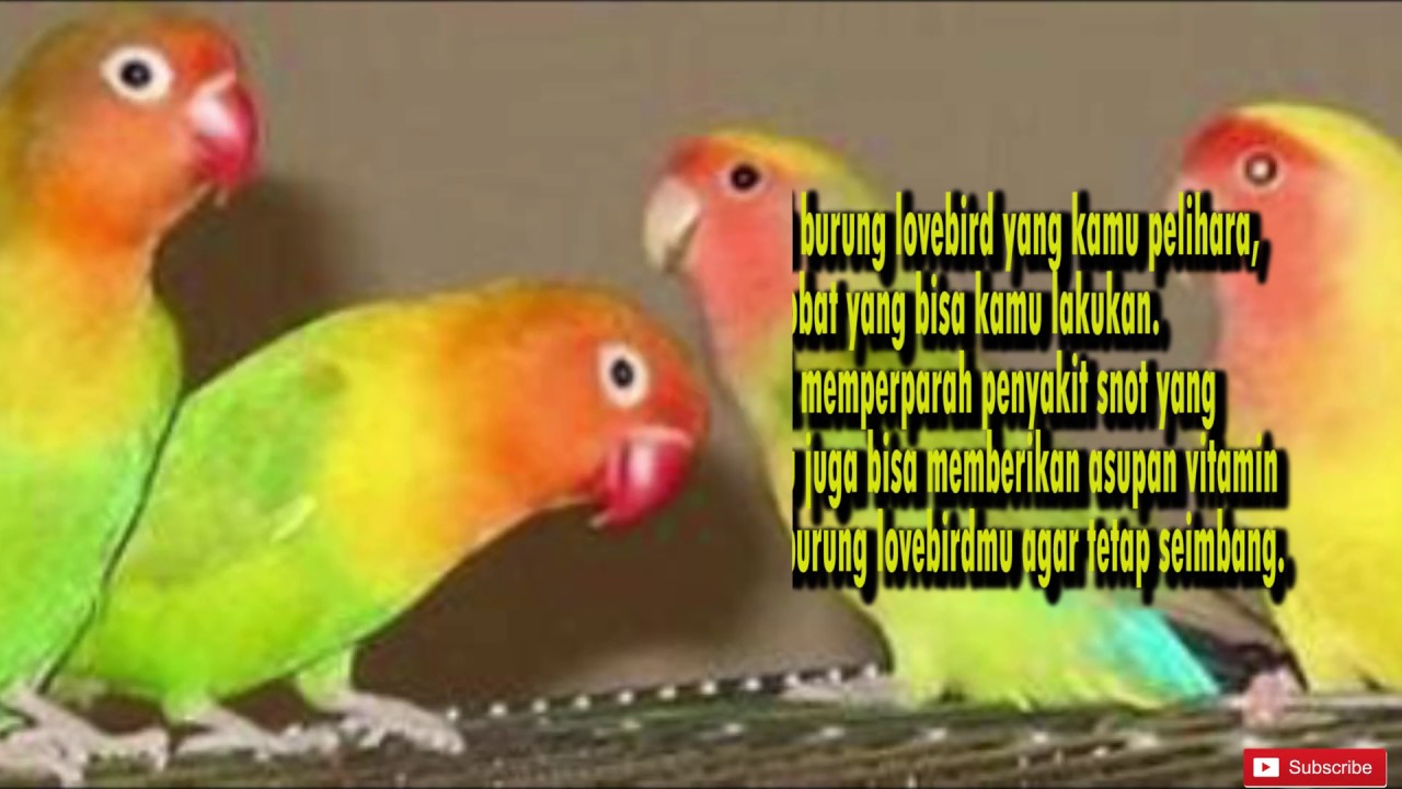 15 CARA MENGOBATI PENYAKIT SNOT PADA BURUNG LOVE BIRD!!! - YouTube