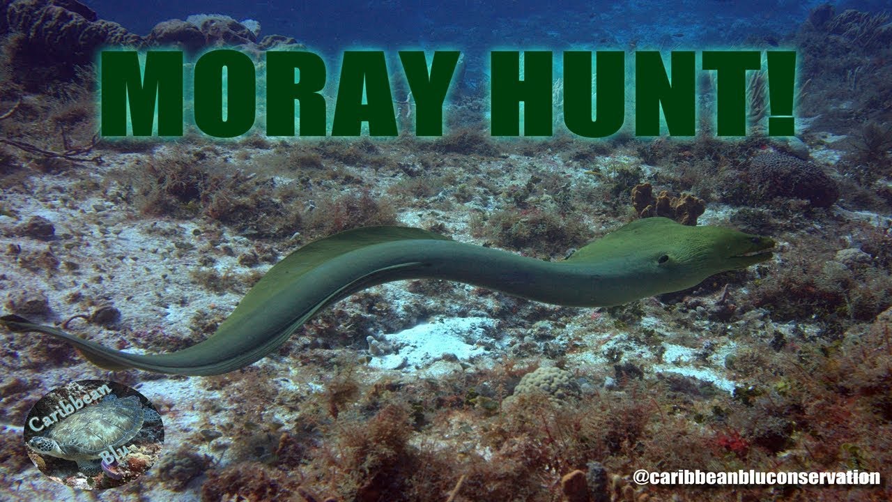 Moray Hunt - A Giant Moray Hunting Almost Eats My Camera Twice!! - YouTube