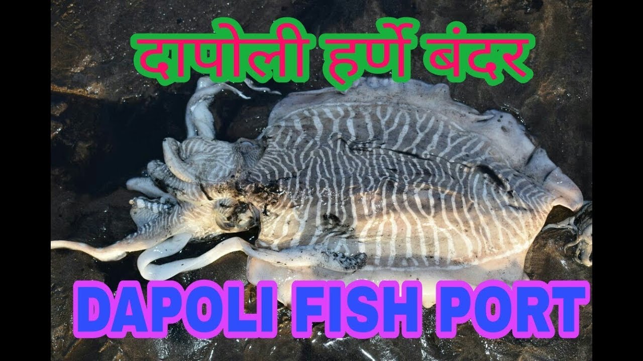 Dapoli harnai beach/bundar/fish market - YouTube