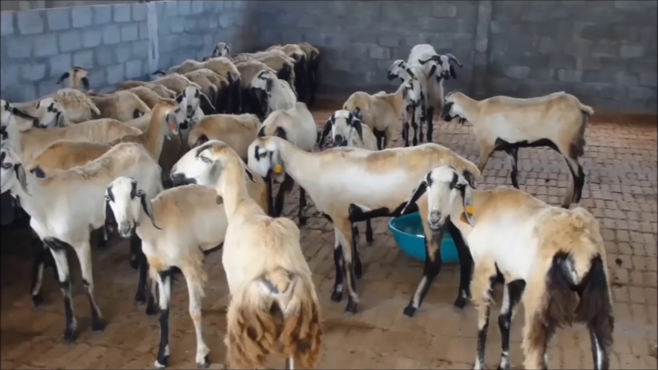 SHEEP AND GOAT FARMING: ENGLISH PART 3 of 7 भेड़ एवं बकरी पालन - YouTube