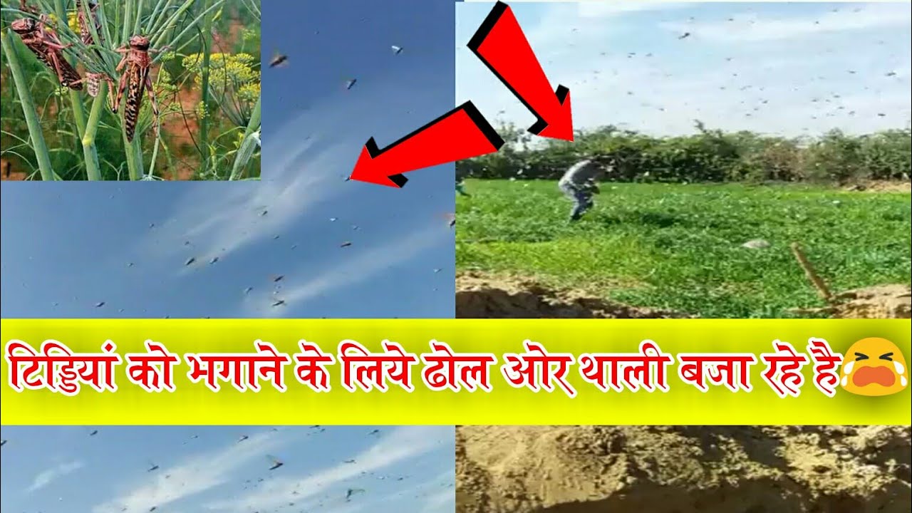 टिड्डियां को भगाने के लिए किसान लोग बजा रहे हैं ढोल थाली tiddi tiddiya ...