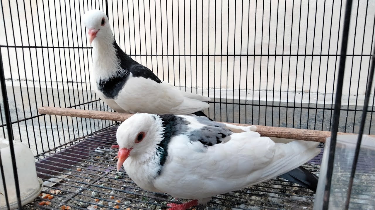 INI MERPATIKU, MANA MERPATIMU? BERMAIN MERPATI BLOROK BERSAMA AYAH DAN ...