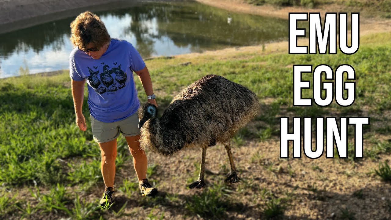 Is Our Emu Laying Eggs? - YouTube