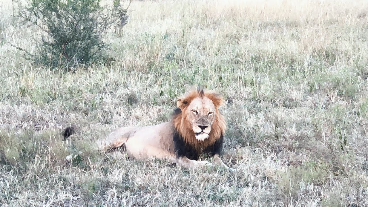 Solo King Red Road Male Lion with his Son (who have very dark mane ...