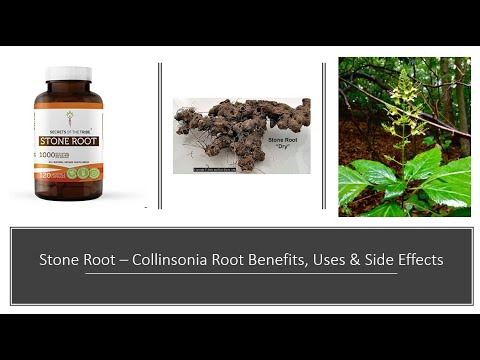 Stone Root - Collinsonia canadensis - Herbal Medicine Benefits, Uses ...