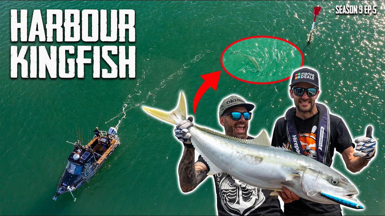 Kingfish Madness: Epic Harbour Fishing With Stick Bait Lures In ...