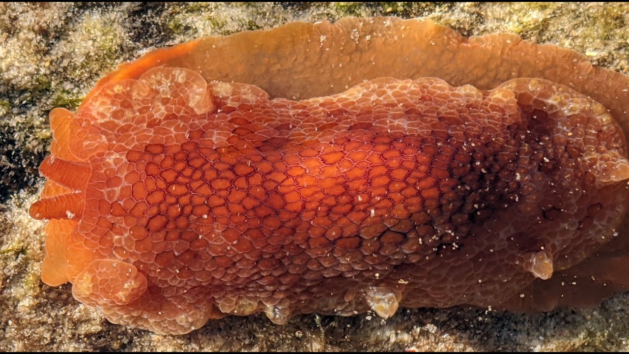 Sea slugs in rock pools - Pleurobranchus peronii - YouTube