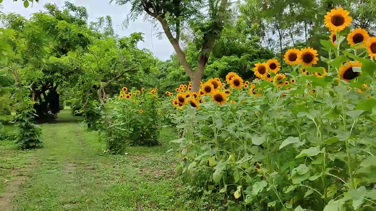 sunflower farm, Mangiliol, Gasan, Marinduque - YouTube