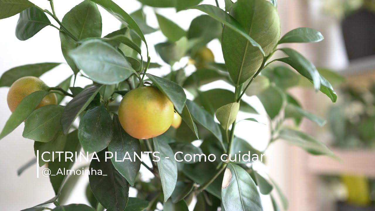 CITRINA PLANTS - como cuidar - YouTube