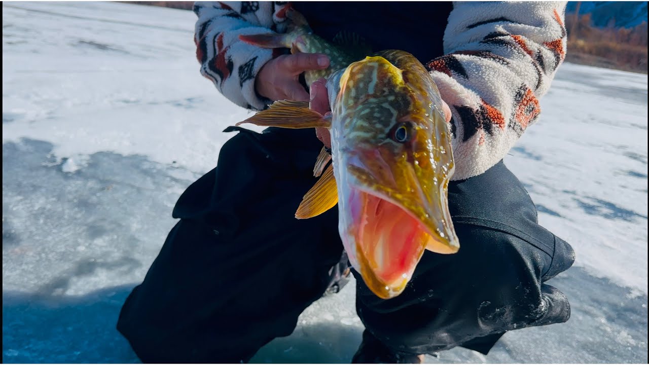 pesca en Denver Colorado -pike-perch-crappie - YouTube