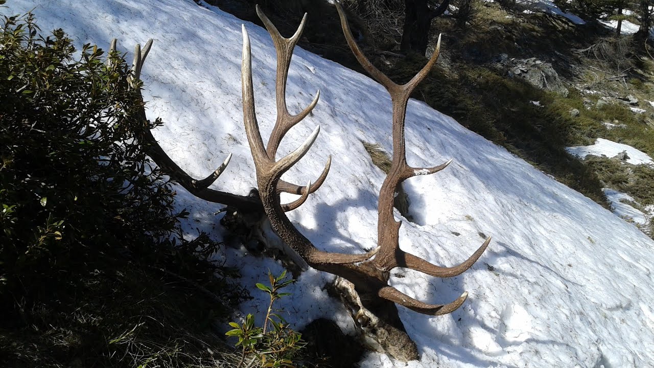 PALCHI DI CERVO inedito!!! il tramonto degli eroi non avrà mai sera ...
