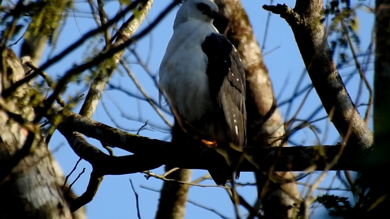 Gavião Pombo Pequeno / White-necked Hawk (Amadonastur lacernulatus ...