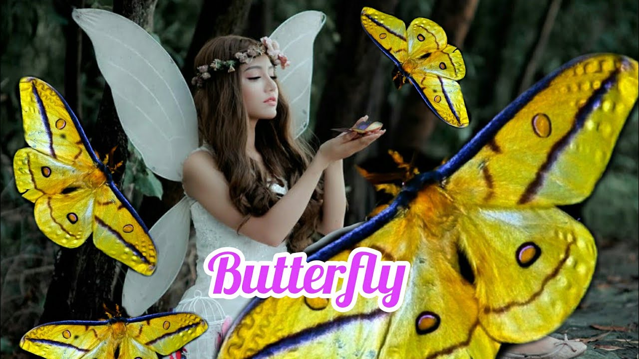 KUPU KUPU YANG LUCU || KUPU KUPU CANTIK || KUPU KUPU INDAH || KUPU KUPU ...