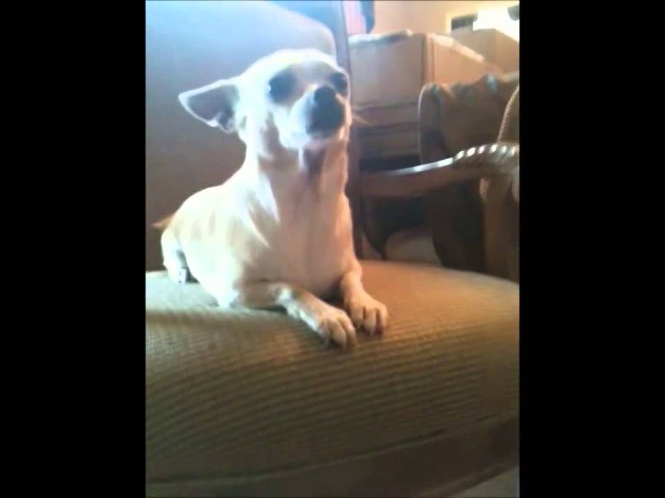 Funny Farting Dog - YouTube