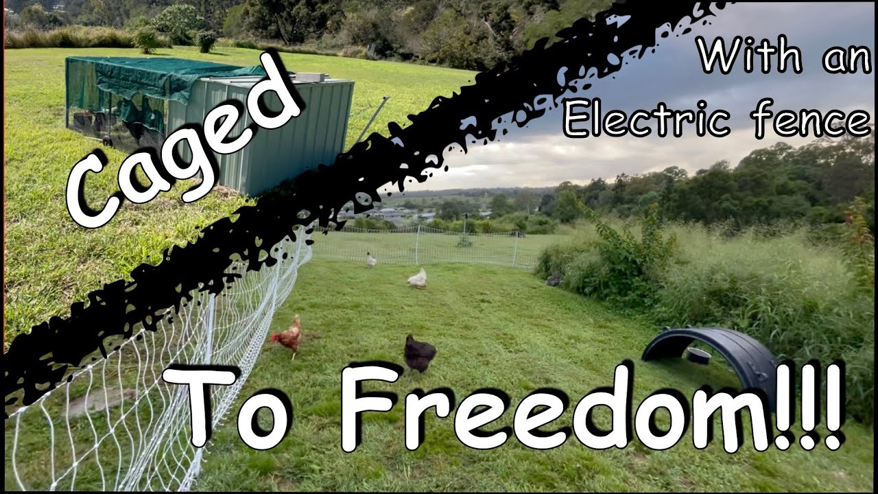 Keeping Chickens with an electric fence - YouTube