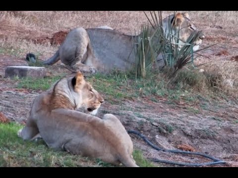 3 Lionesses and 1 Male Lion bird watching and chasing birds at Tembe ...