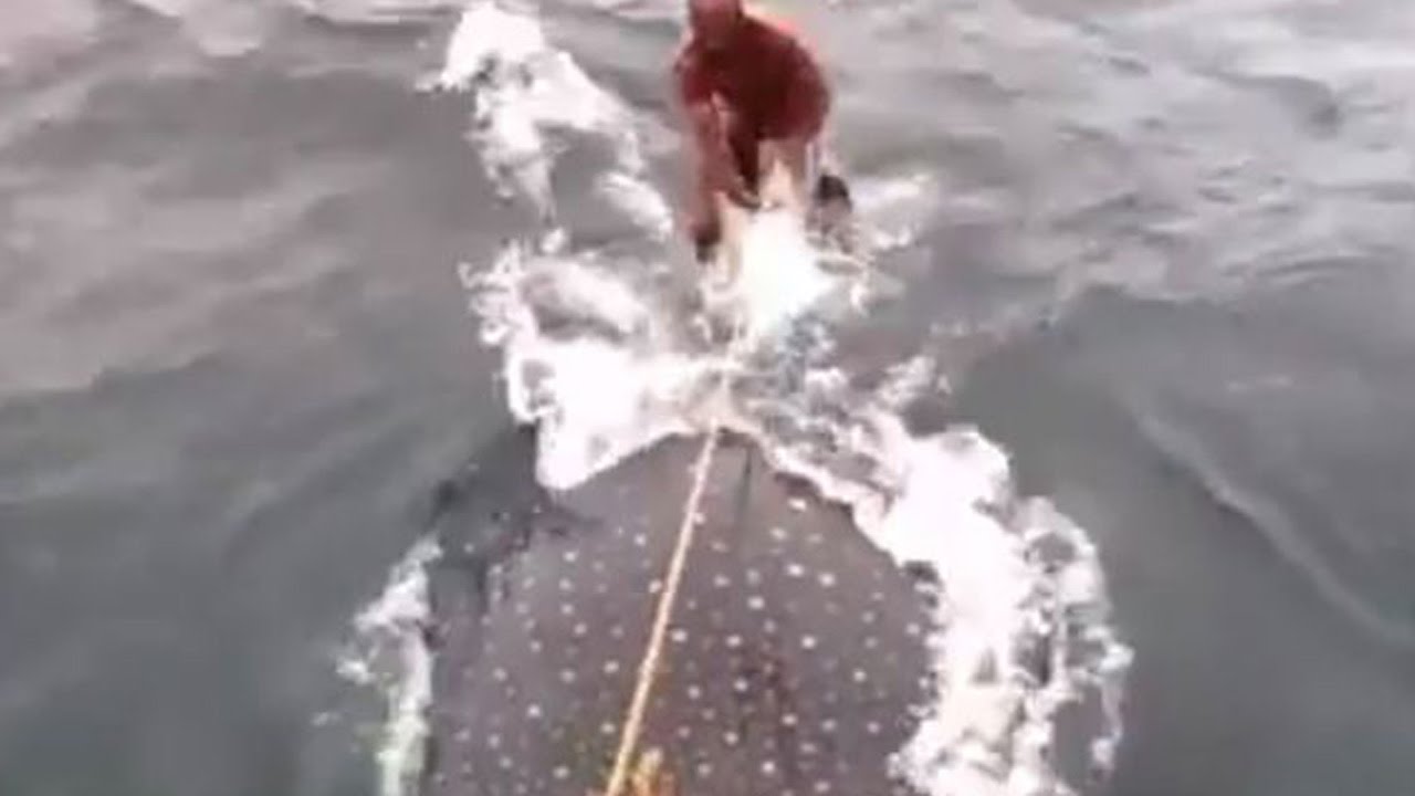 Shocking Video Of Man Surfing A Shark - YouTube