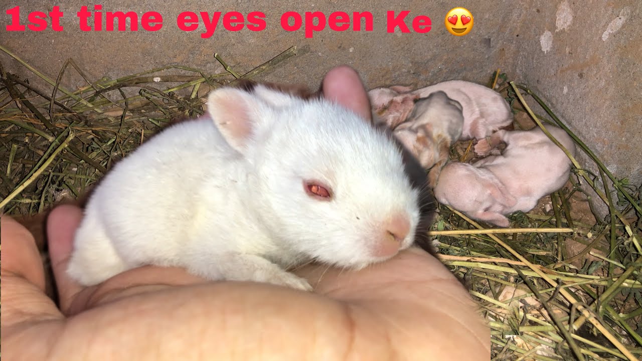 Rabbits na bachay da diya & rabbit baby ke growth 😍 - YouTube