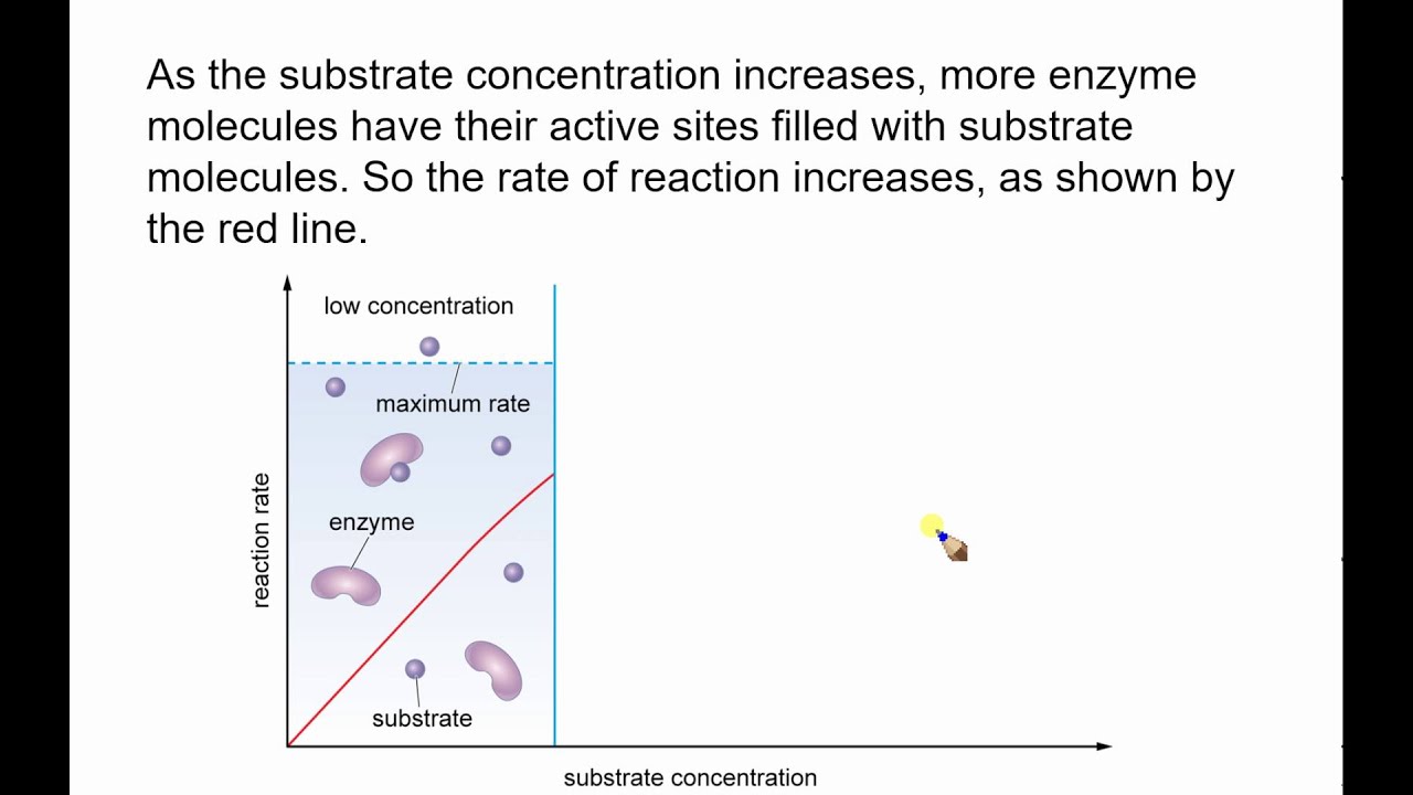Substrate Concentration - YouTube