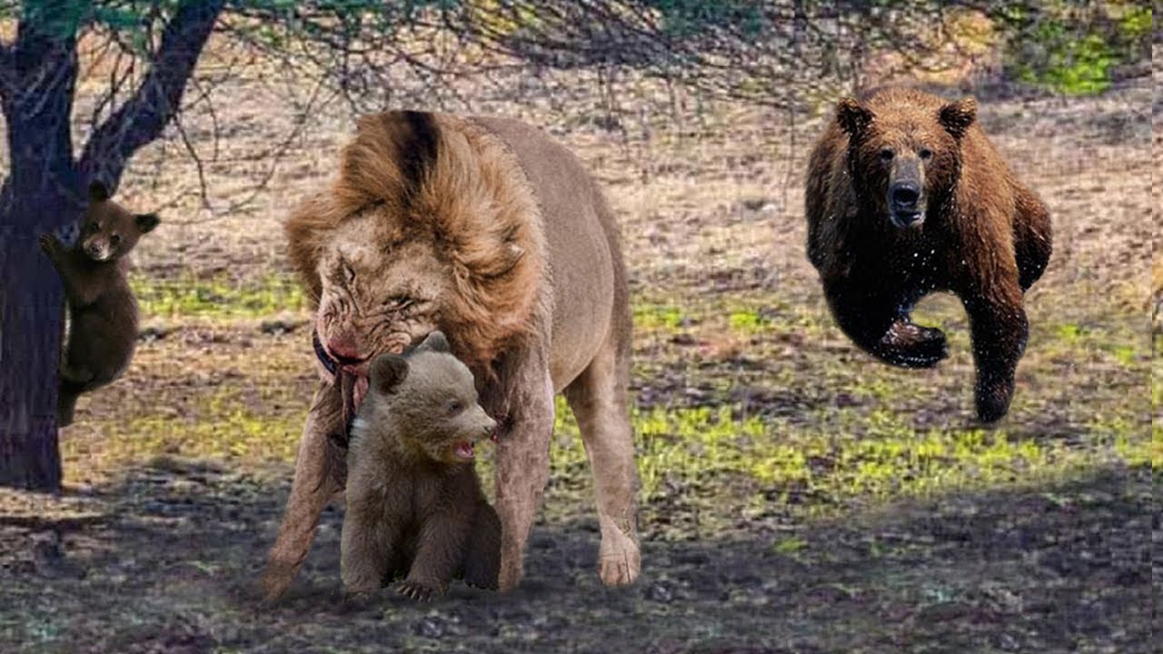 Grizzly Bear is So Strong That Lion King is in Pain When He Dare Attack ...
