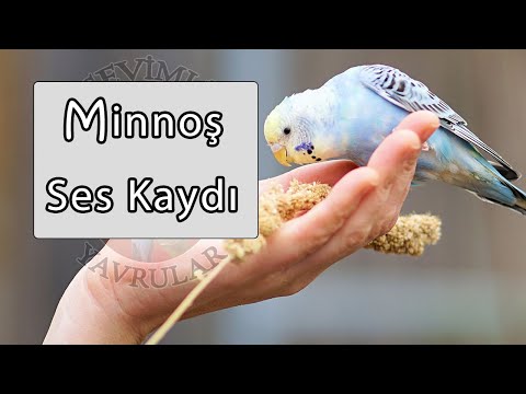 Minnoş  Ses Kaydı  %100 Konuşma Garantisi | 1 Ay Sonra Kuşunuz Konuşacak