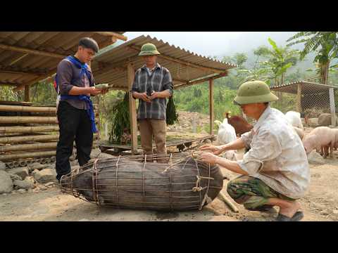 Because the baby was abandoned, Trinh Ho had to sell his large pig to buy milk.