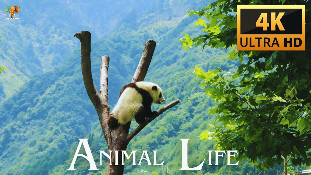 Animal Life 4K Video With Sounds - YouTube