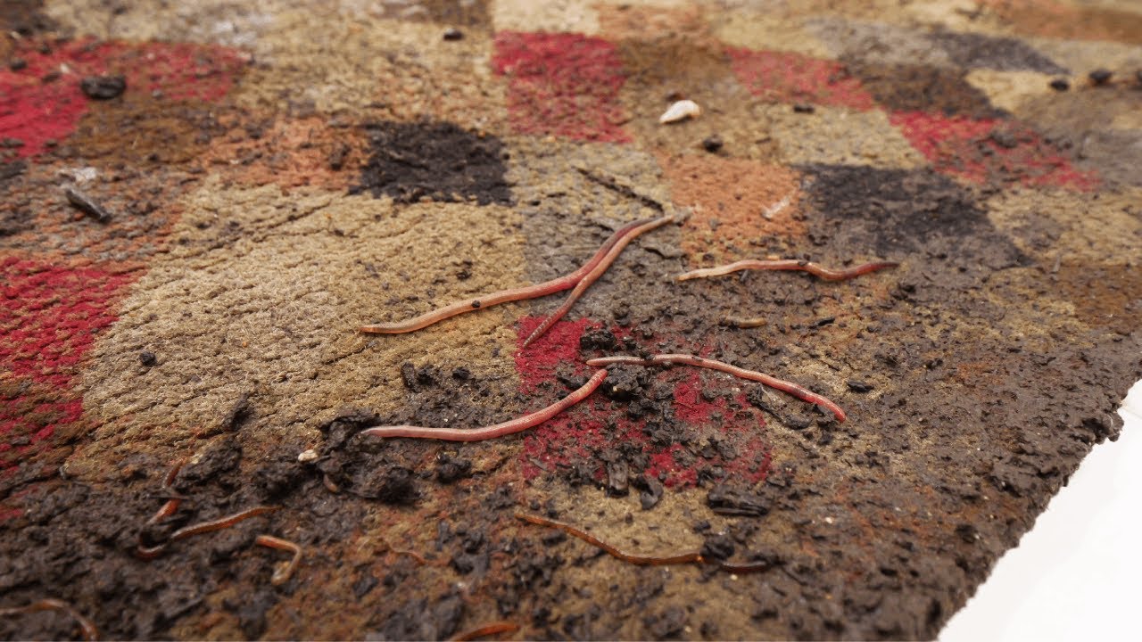 Insect Eggs, Worms and Mould : What Hasn't This Rug Got On It ...
