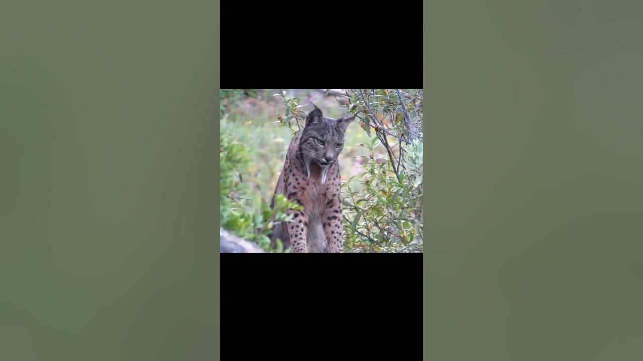 This lynx is almost extinct! #shorts - YouTube