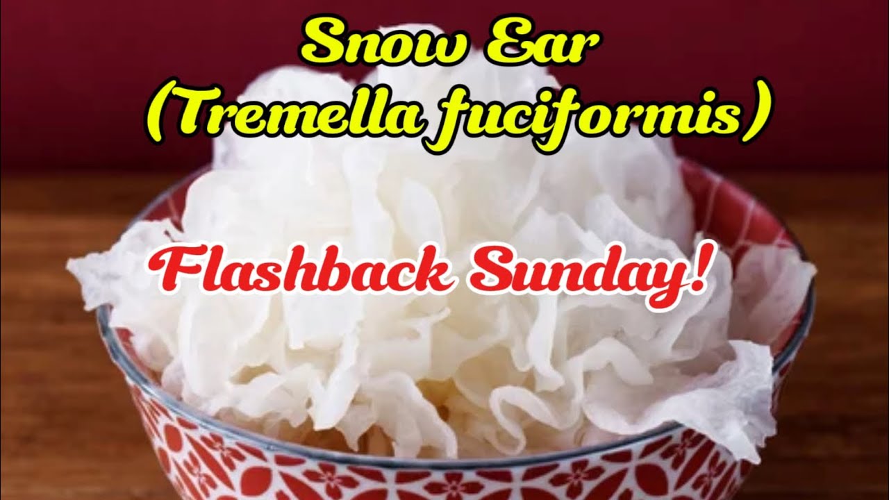 Flashback Sunday: Snow Ear Spotlight! 🌿 - YouTube