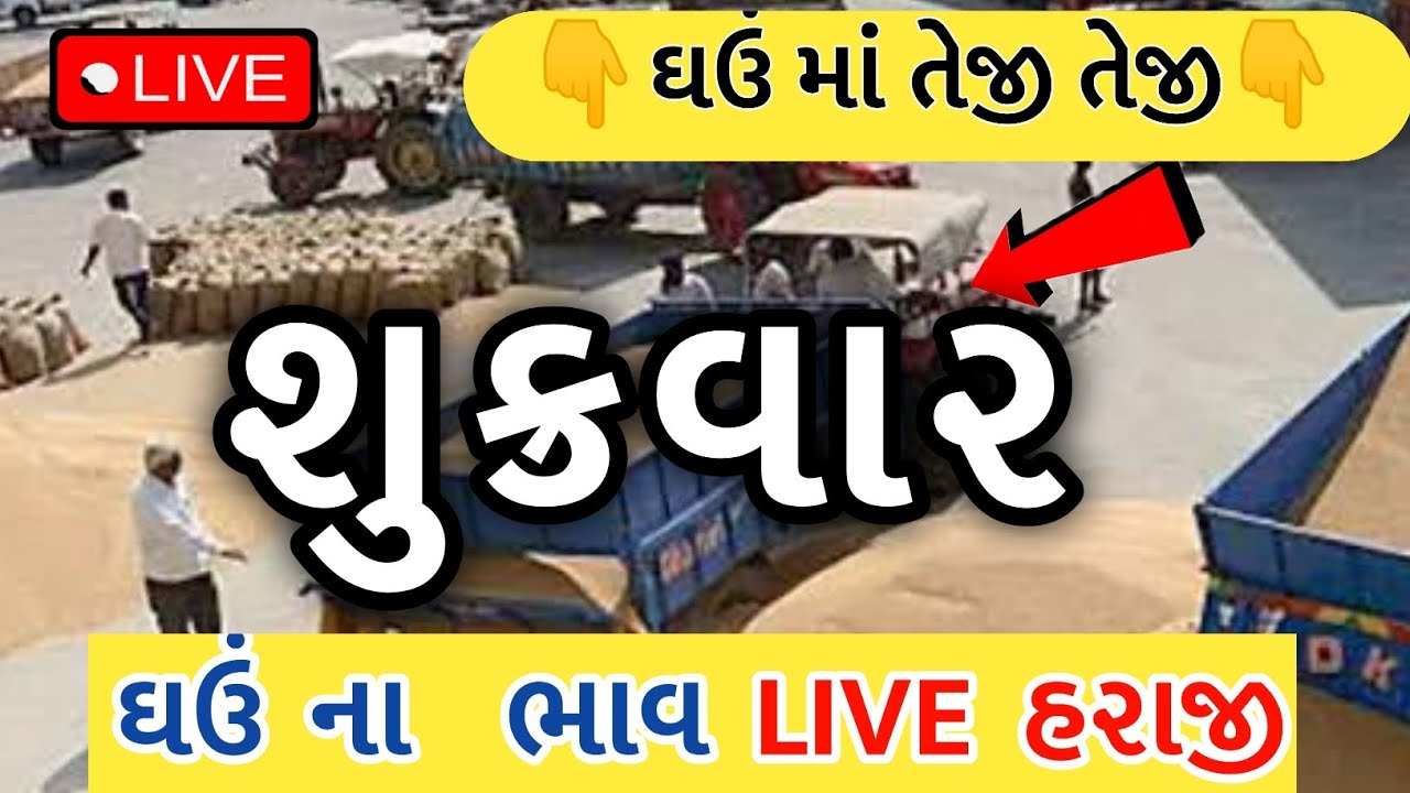 ghav na bhav | 19-05-2023 | ઘઉં ના ભાવ 2023: | live નવા ઘઉં ની હરાજી ...