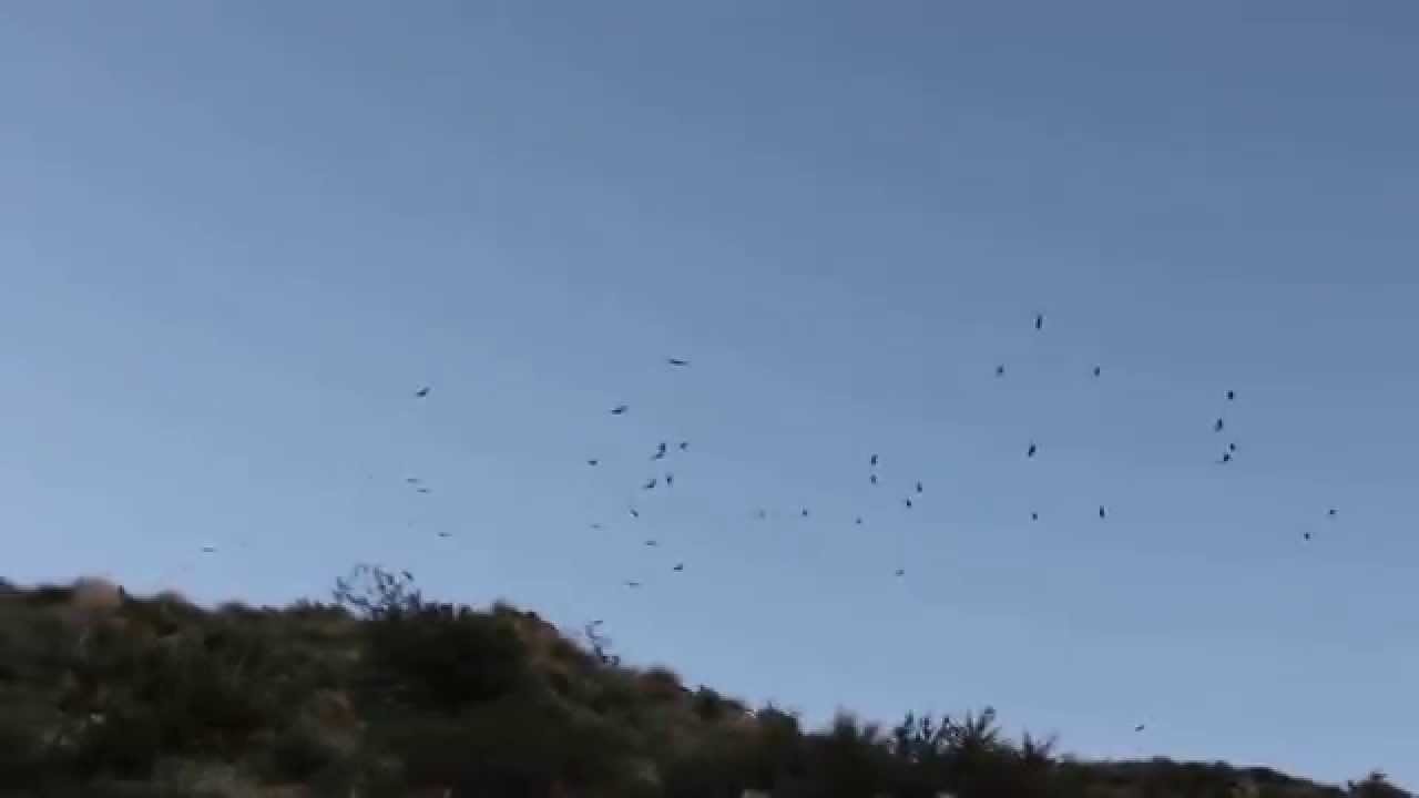 Turkey Vultures returning to their roost for the night - YouTube